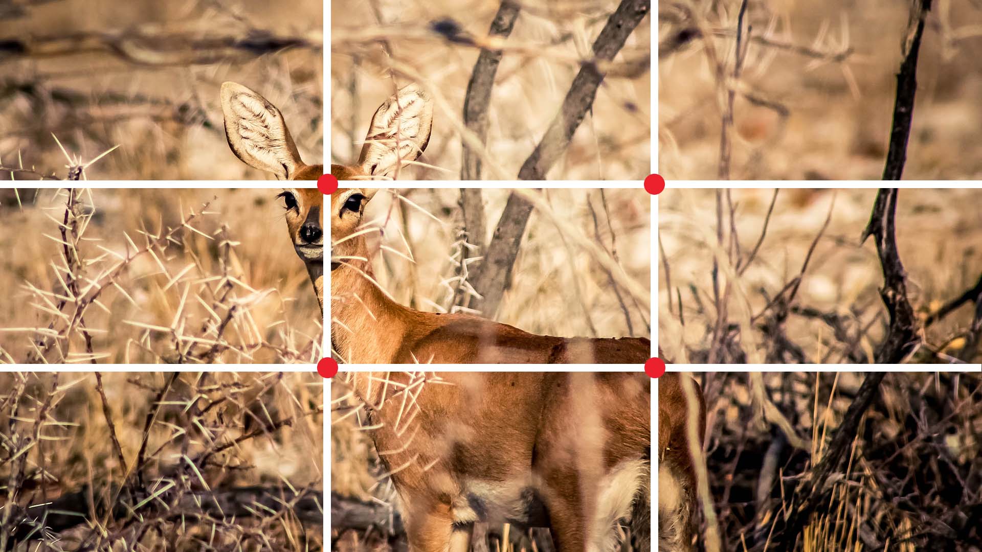Optimiser ses photos sur les réseaux sociaux Sakoz photographe Réunion.